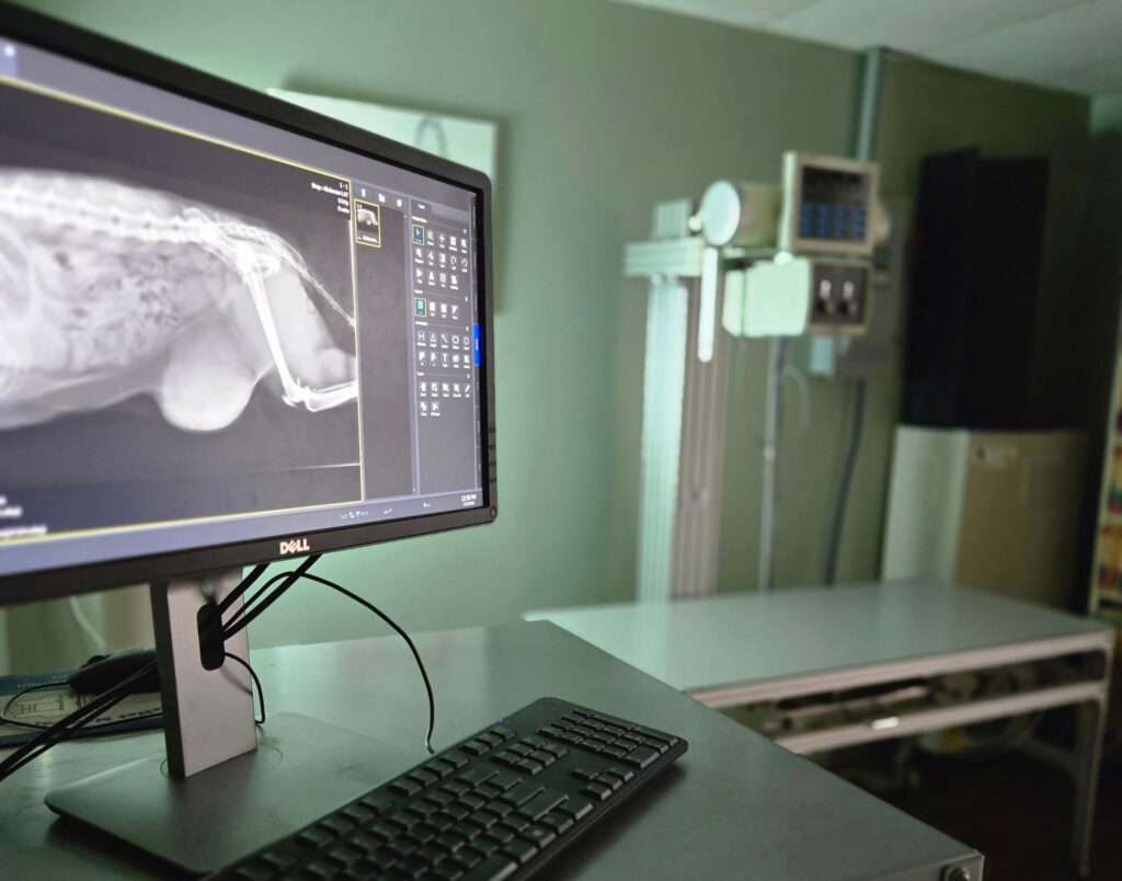 Veterinary Radiology & Imaging In Orangeburg, SC | Orangeburg ...